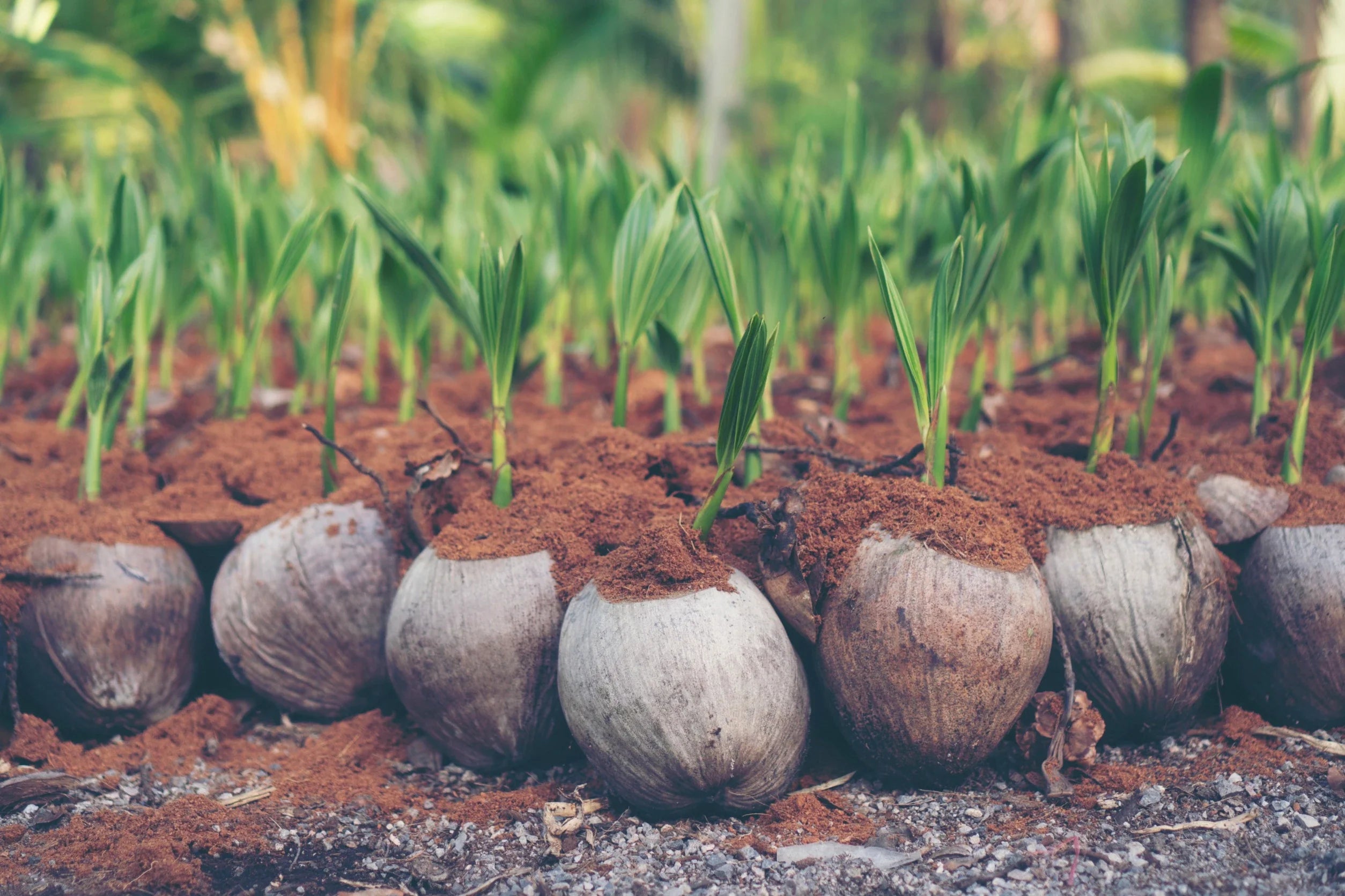 Quality selection of Coco Coir Substrates & Soilless Mixes | IGH SUPPLY ...